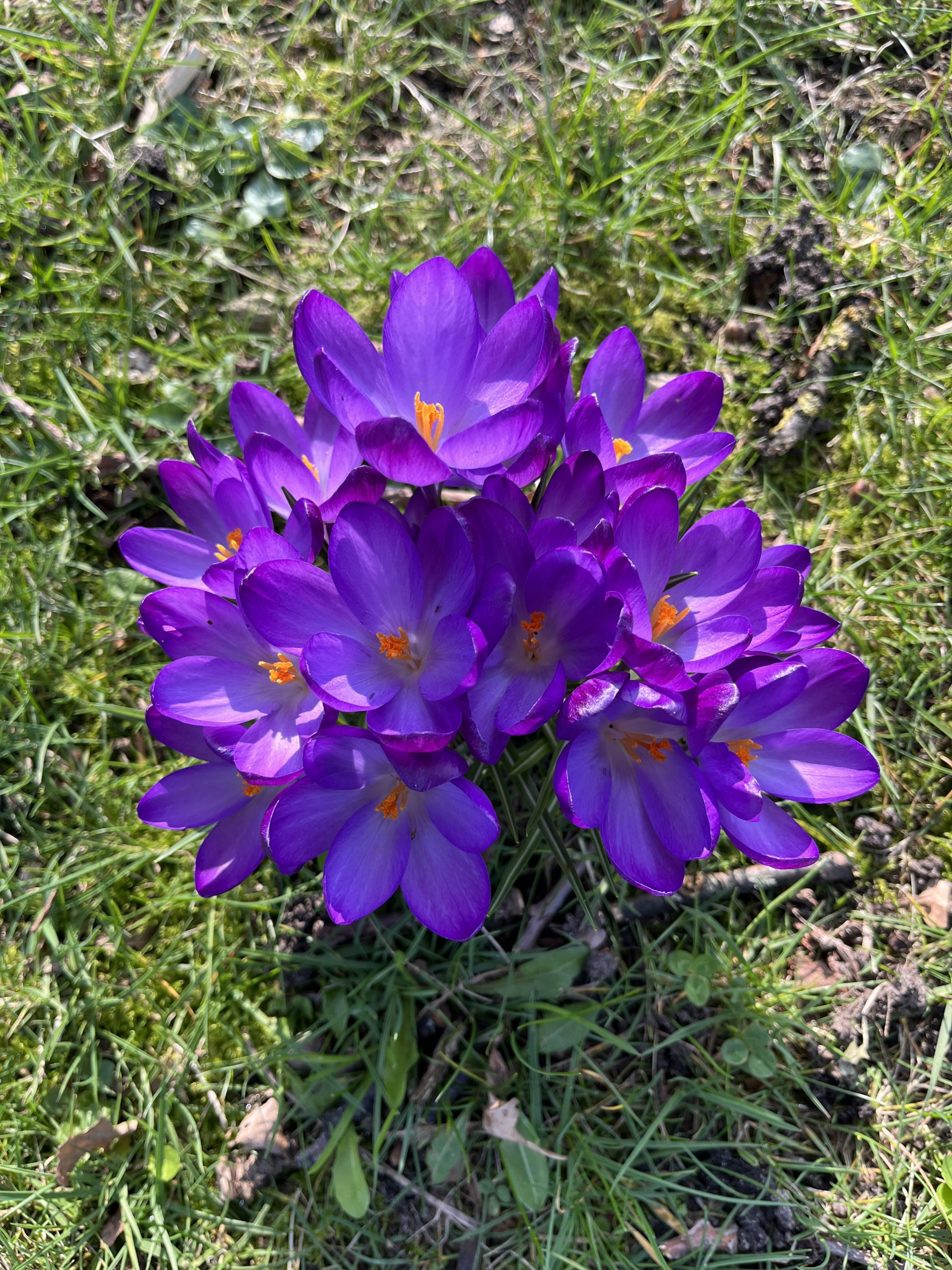 Spring Equinox Dance 2025 - School of Movement Medicine®