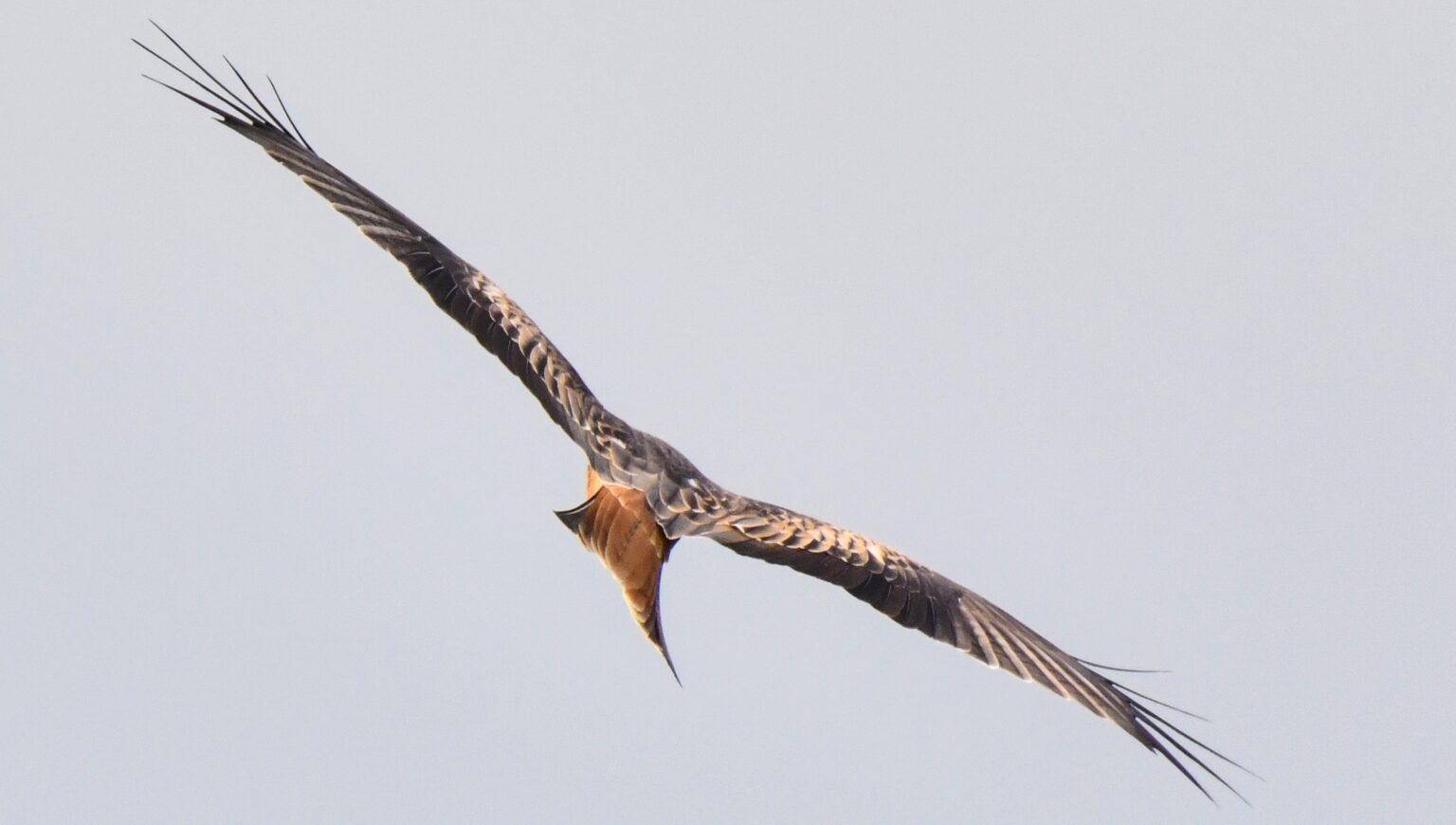 Movement Medicine Class - School of Movement Medicine®